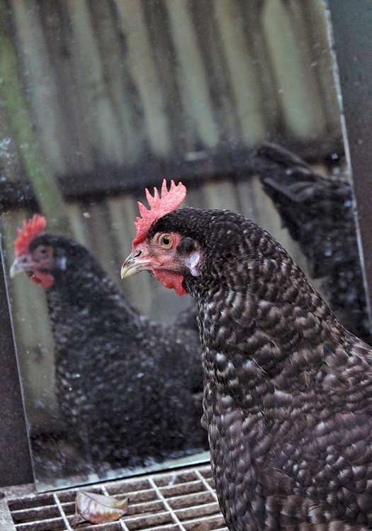 Chicken Enrichment: Toys for Chickens - Backyard Poultry